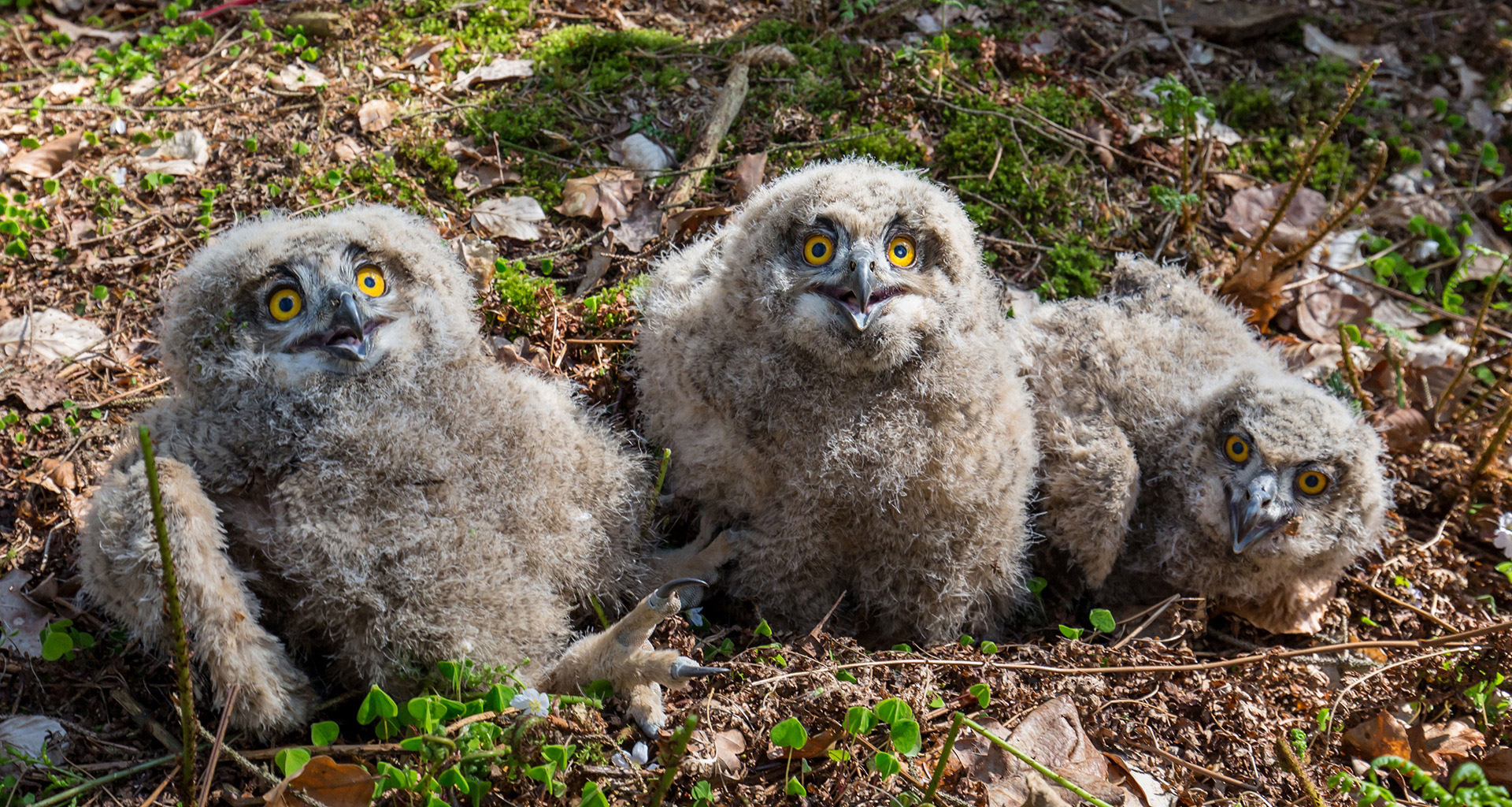 ZEISS Stories - Dedicated to Protecting Eagle-Owls