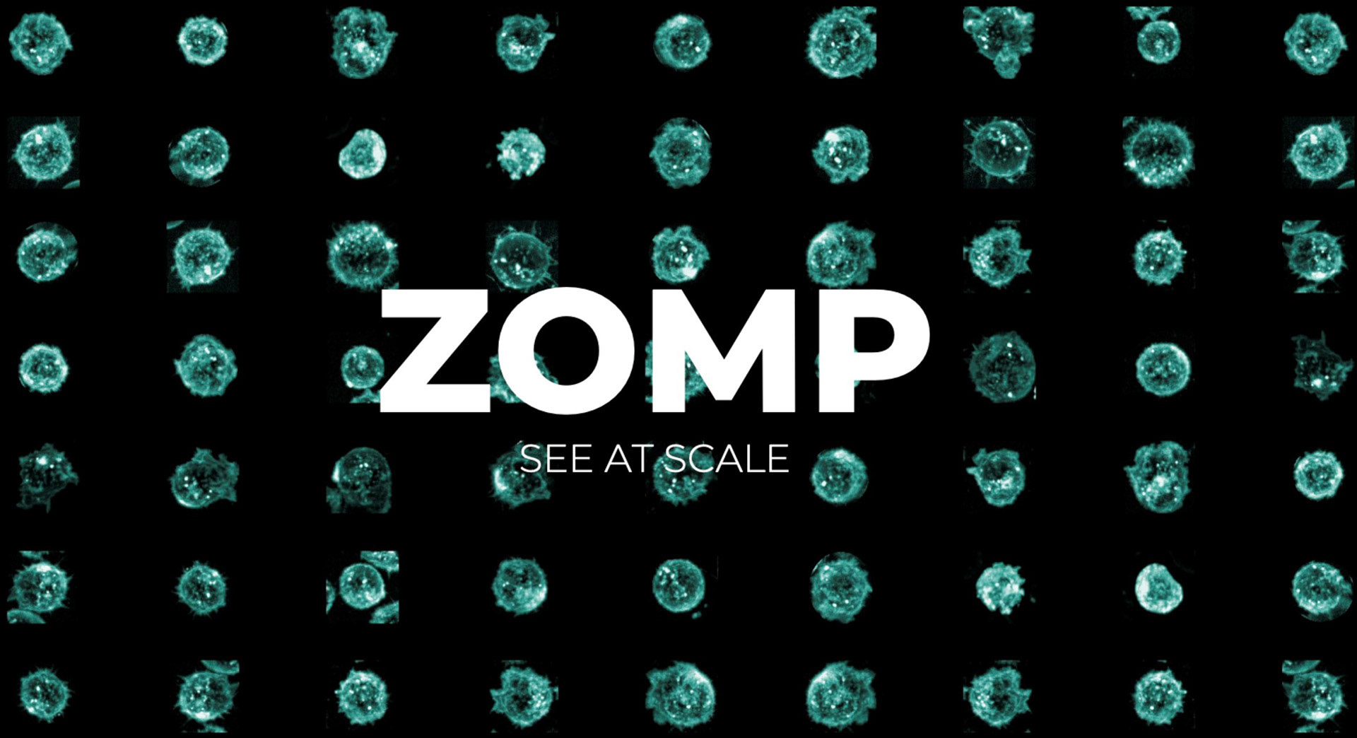 Zomp Logo Dirty White With Zomp 2 Color Combination