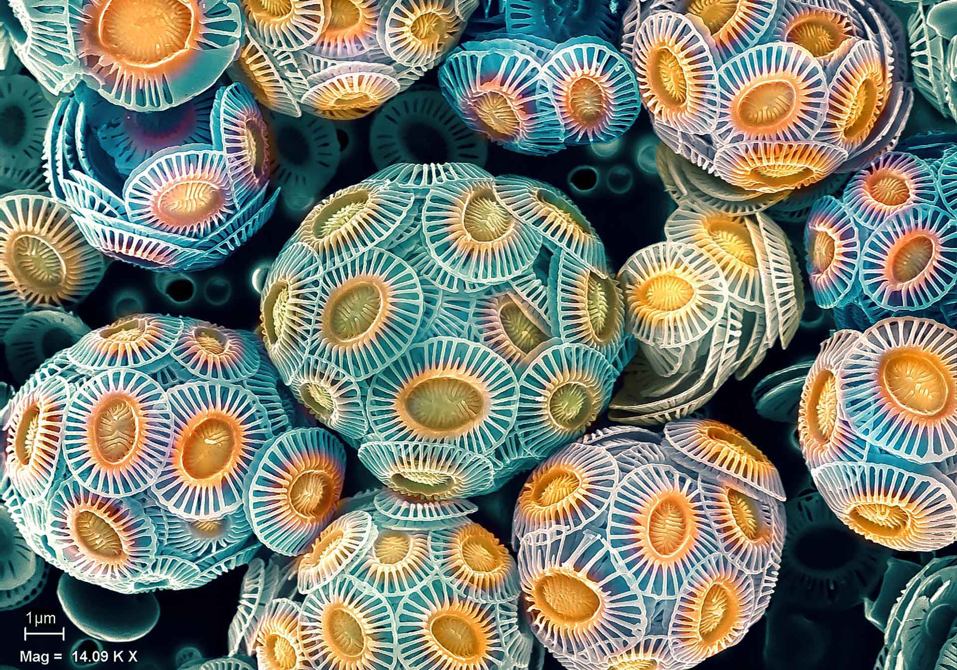 zeiss microscopy competition