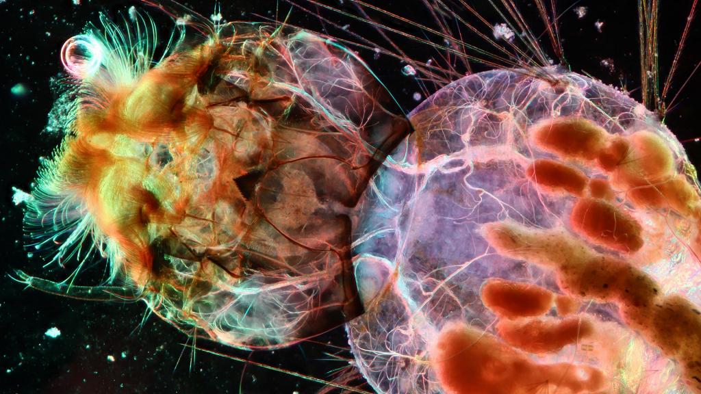 Microscopic Photography Art