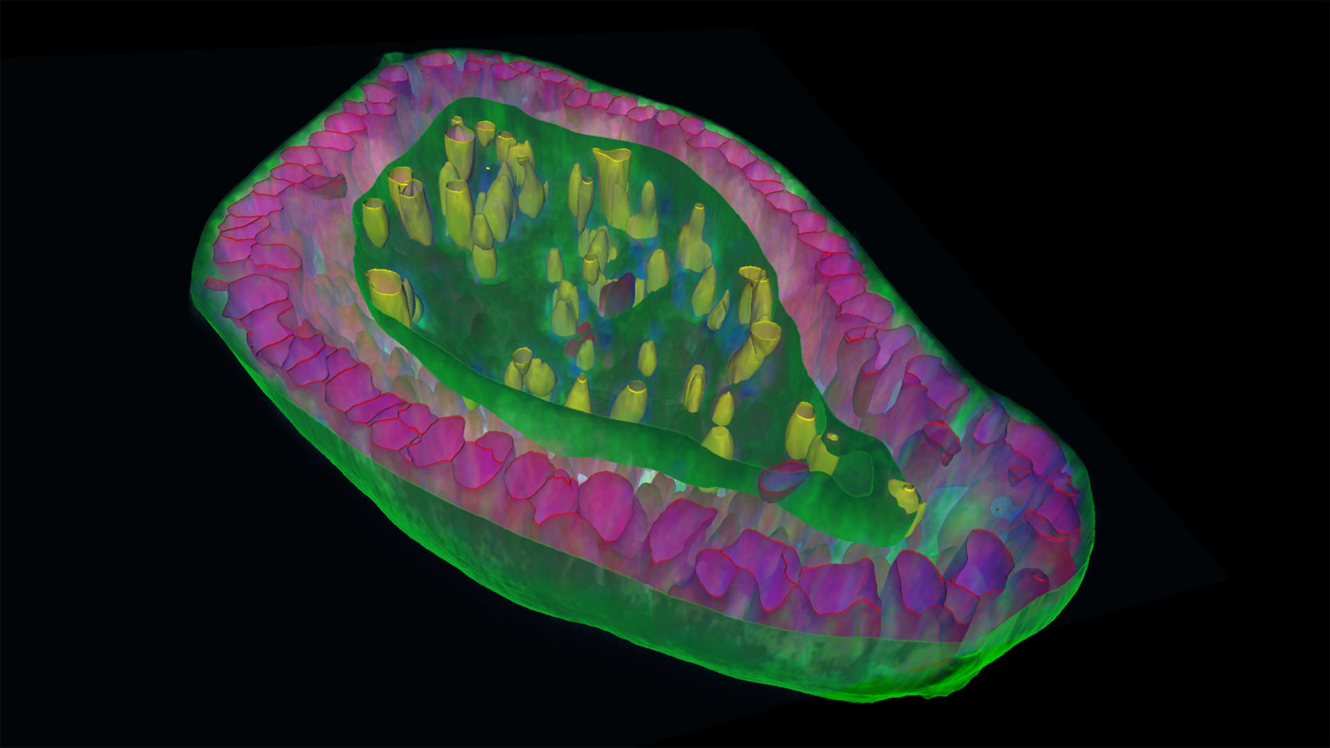 ZEISS arivis software enhances custom microscopy image analysis