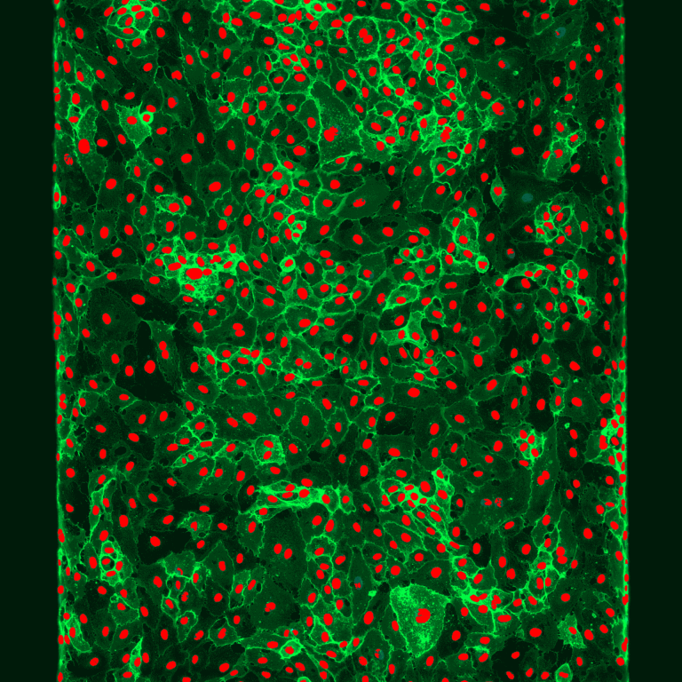 Revolutionizing Drug Discovery with 3D Microscopy Models