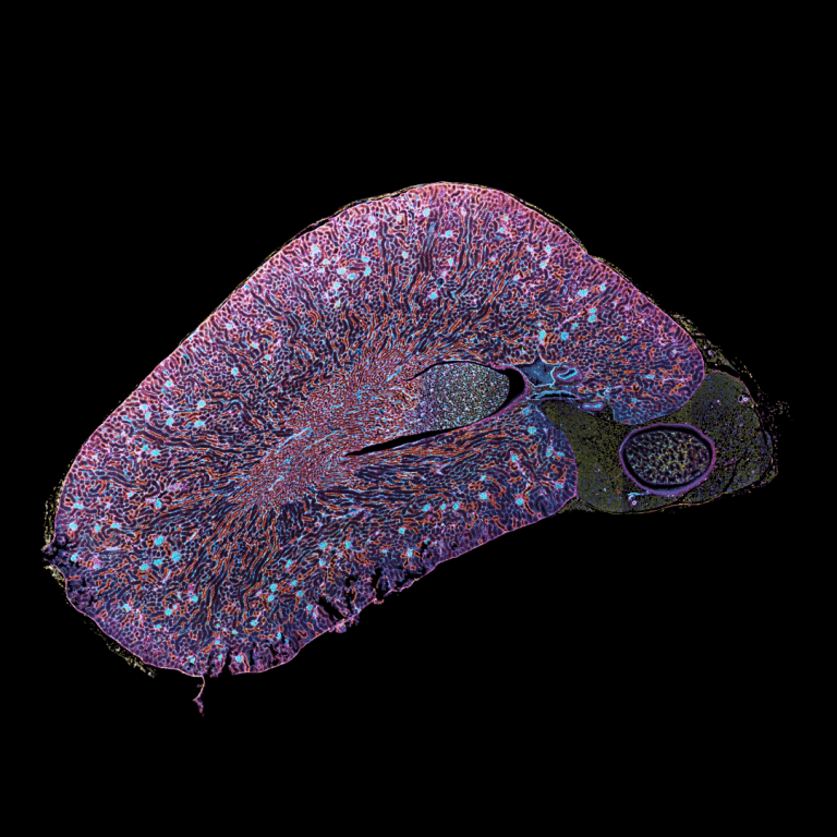 ZEISS Microscopy for Biotech and Pharma