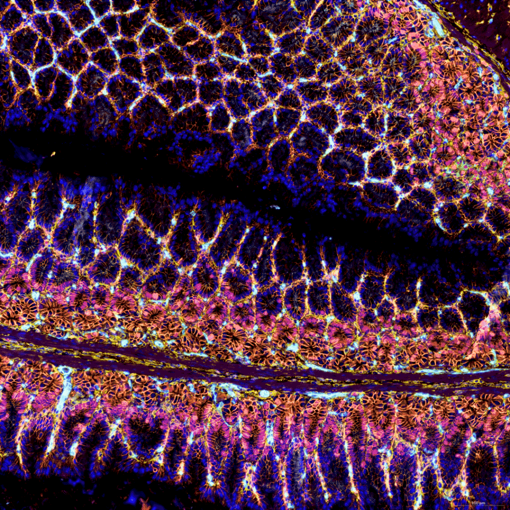 ZEISS Microscopy for Tissue Research
