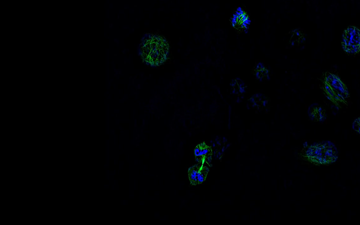 ZEISS Microscopy for Cell Biology