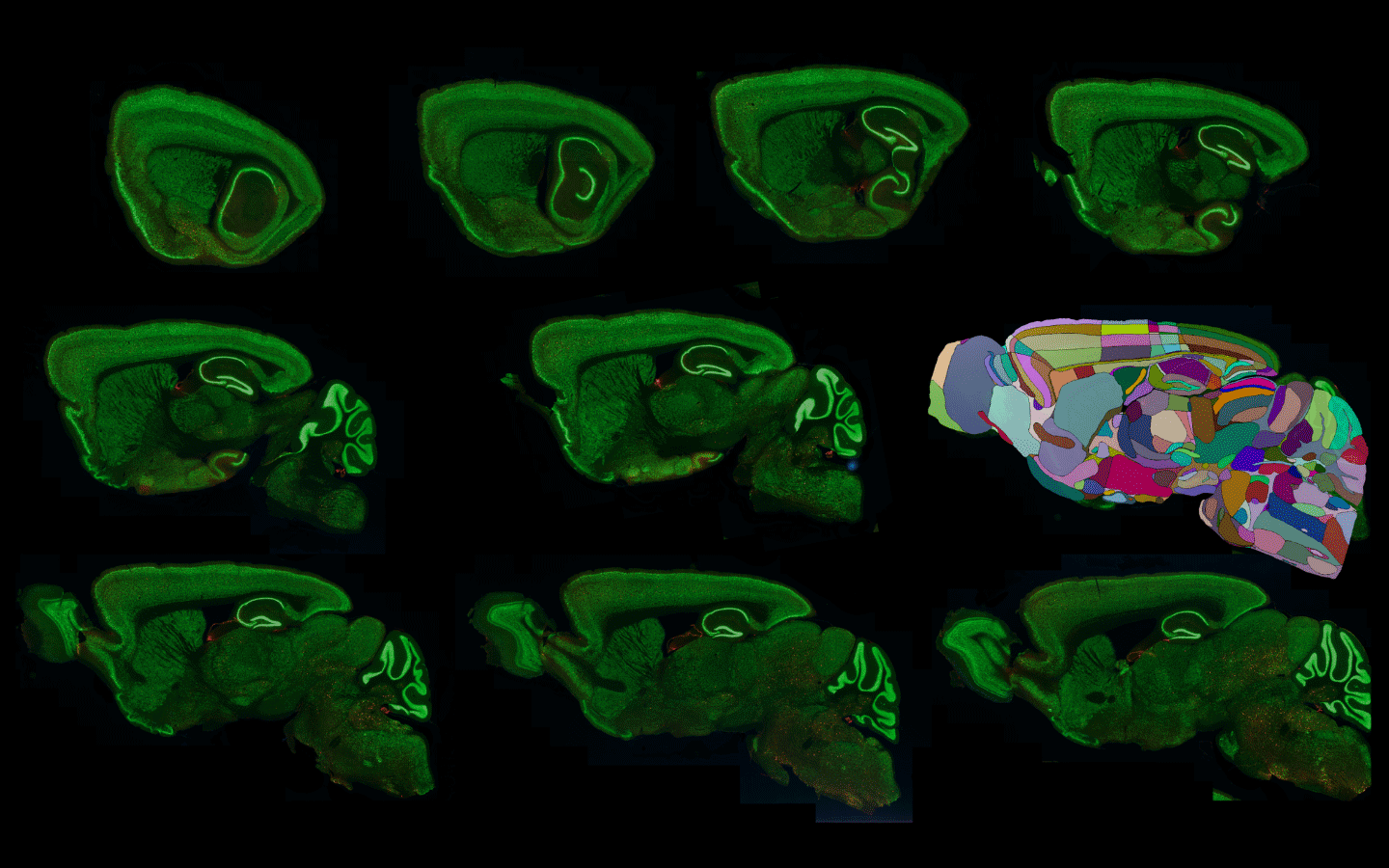 ZEISS Imaging Solutions for Mouse Research Models