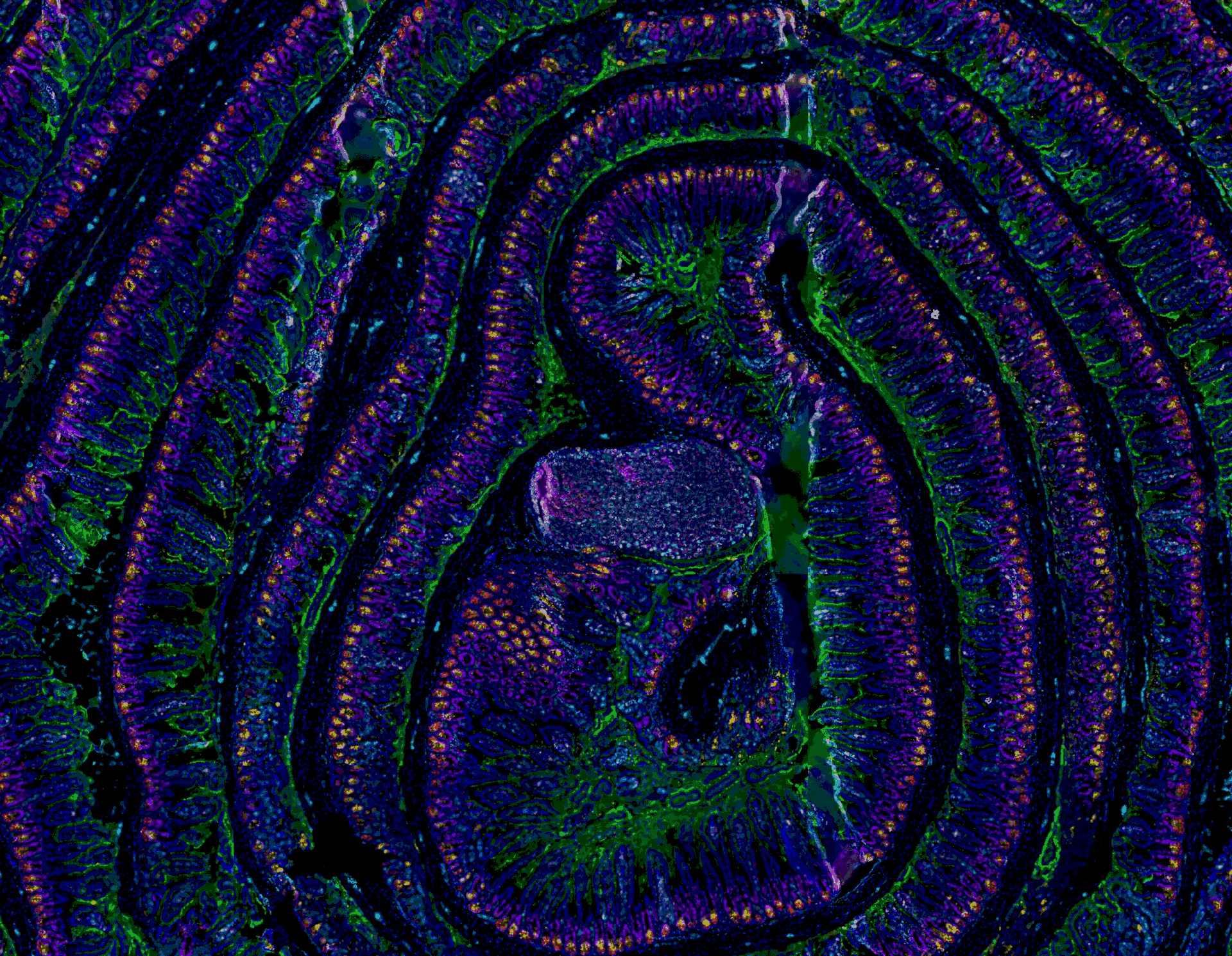 ZEISS Microscopy for Tissue Research