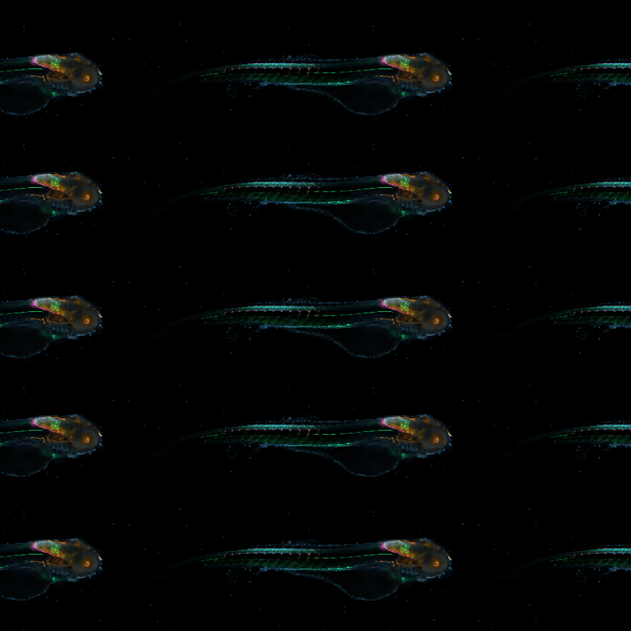 zebrafish research
