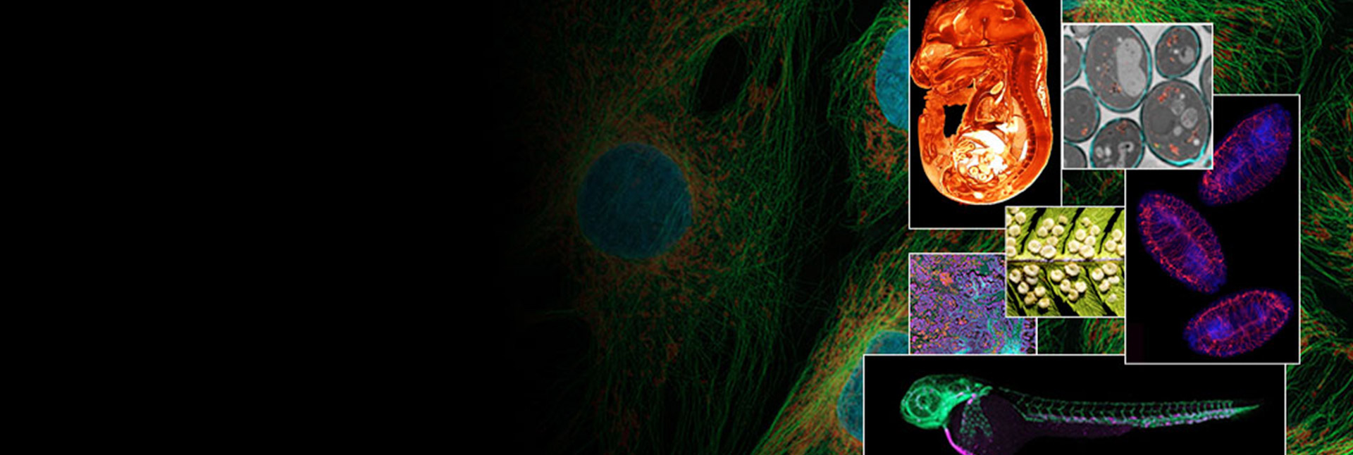 ZEISS Micrscopy for Models in Life Science