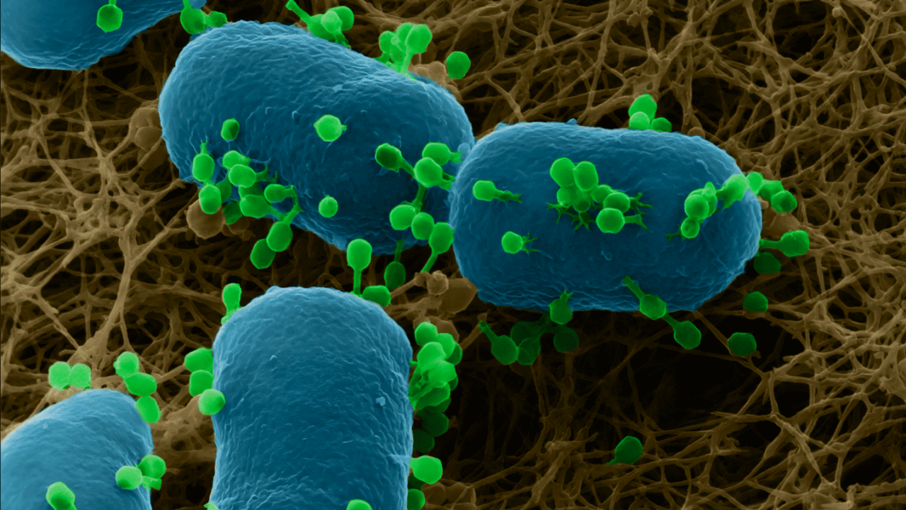 microbiology microscopy