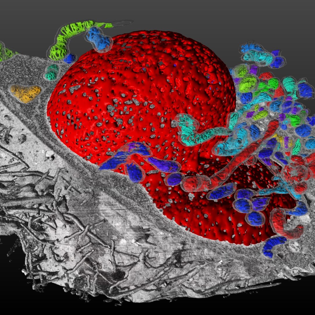 ZEISS Microscopy for Cell Biology