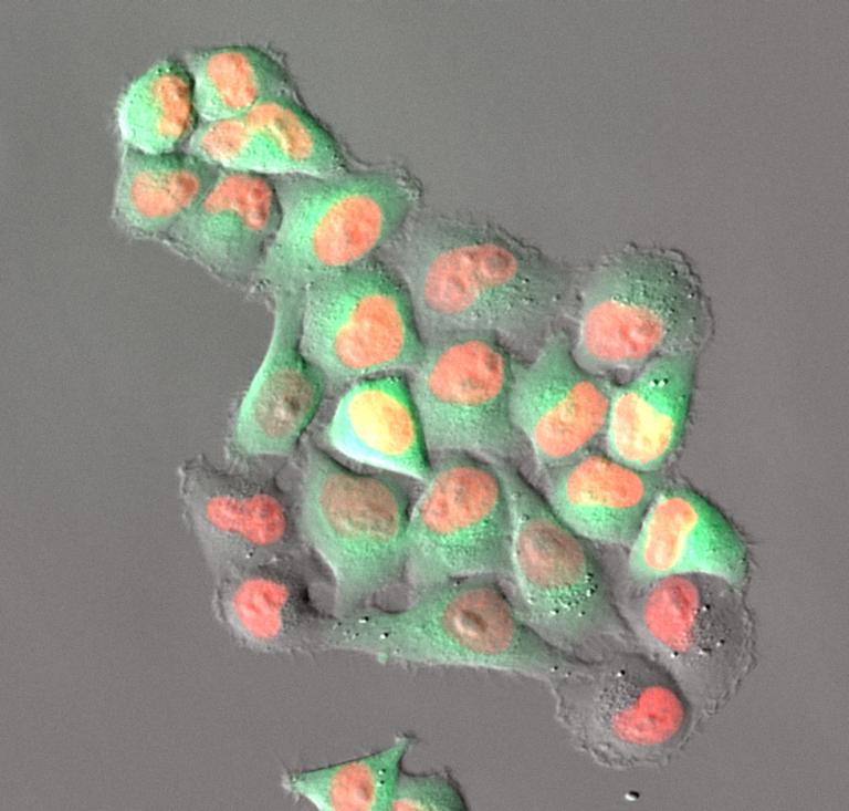 ZEISS Microscopy for Cell Biology