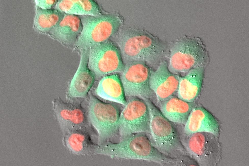 ZEISS Microscopy for Cell Biology