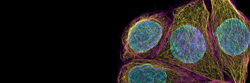 ZEISS Microscopy for Cell Biology