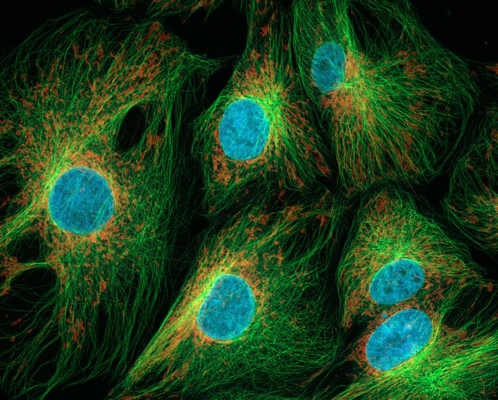 ZEISS Microscopy for Cell Biology