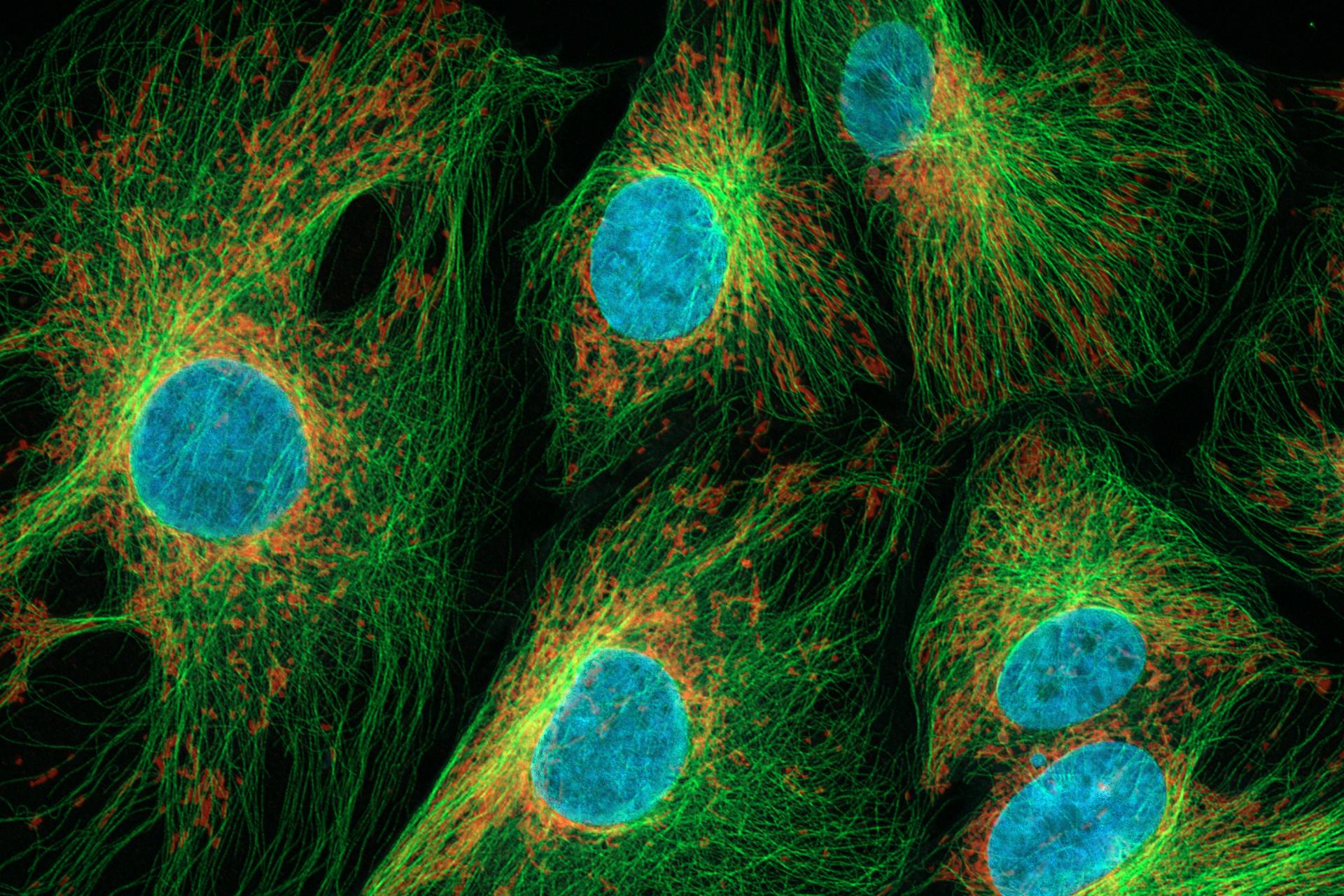 ZEISS Microscopy for Cell Biology