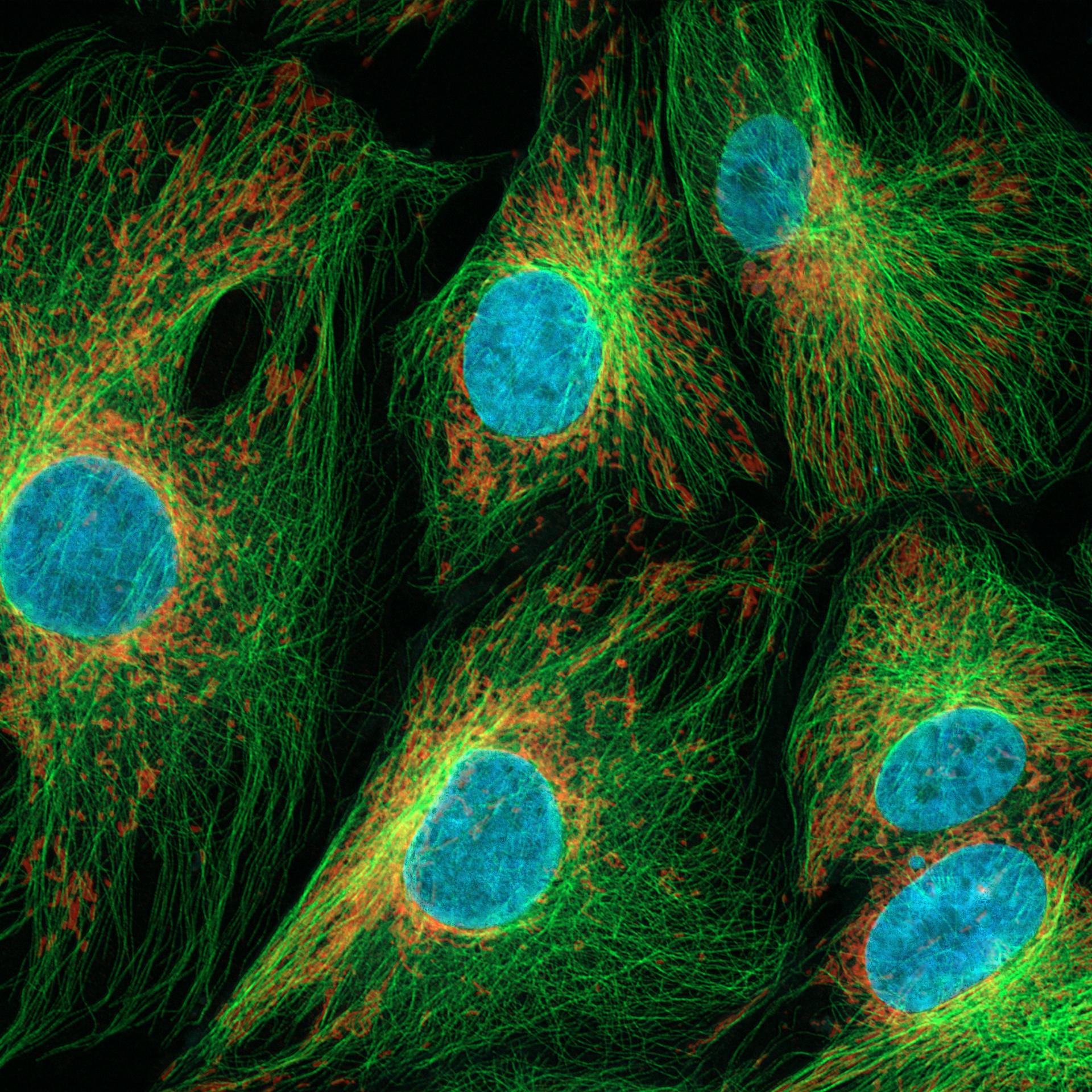 ZEISS Microscopy for Cell Biology