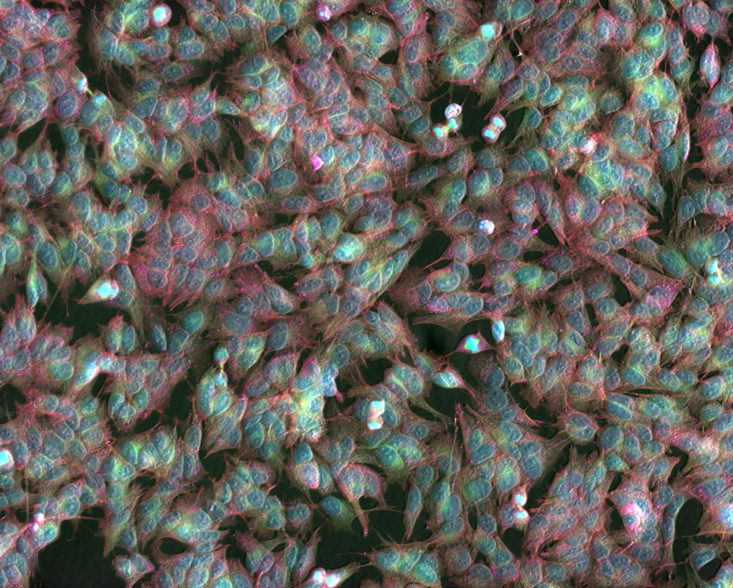 ZEISS Microscopy for Cell Culture Research