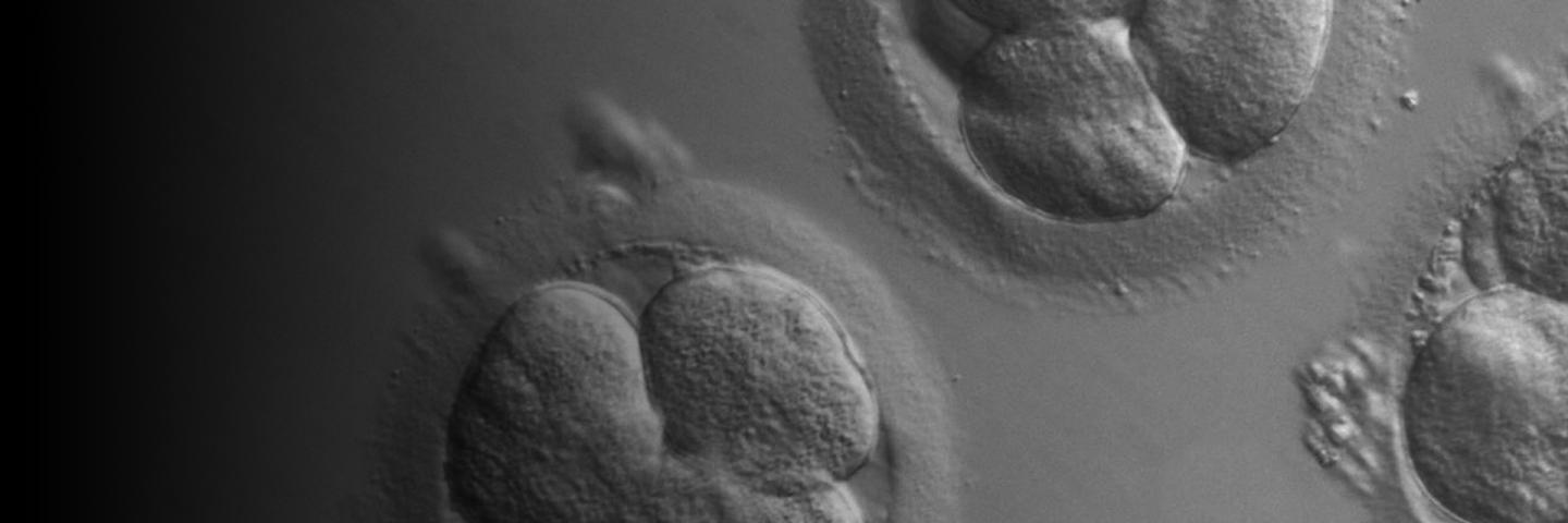 ZEISS Microscopy for Developmental Biology