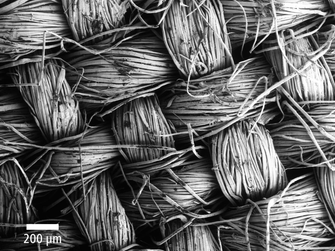 ZEISS Microscopy for Forensics