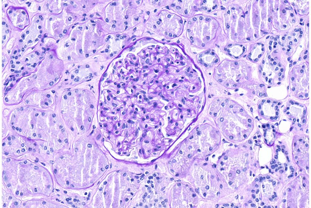 Microscopy Solutions for Histology & Slide Analysis | ZEISS Microscopy US