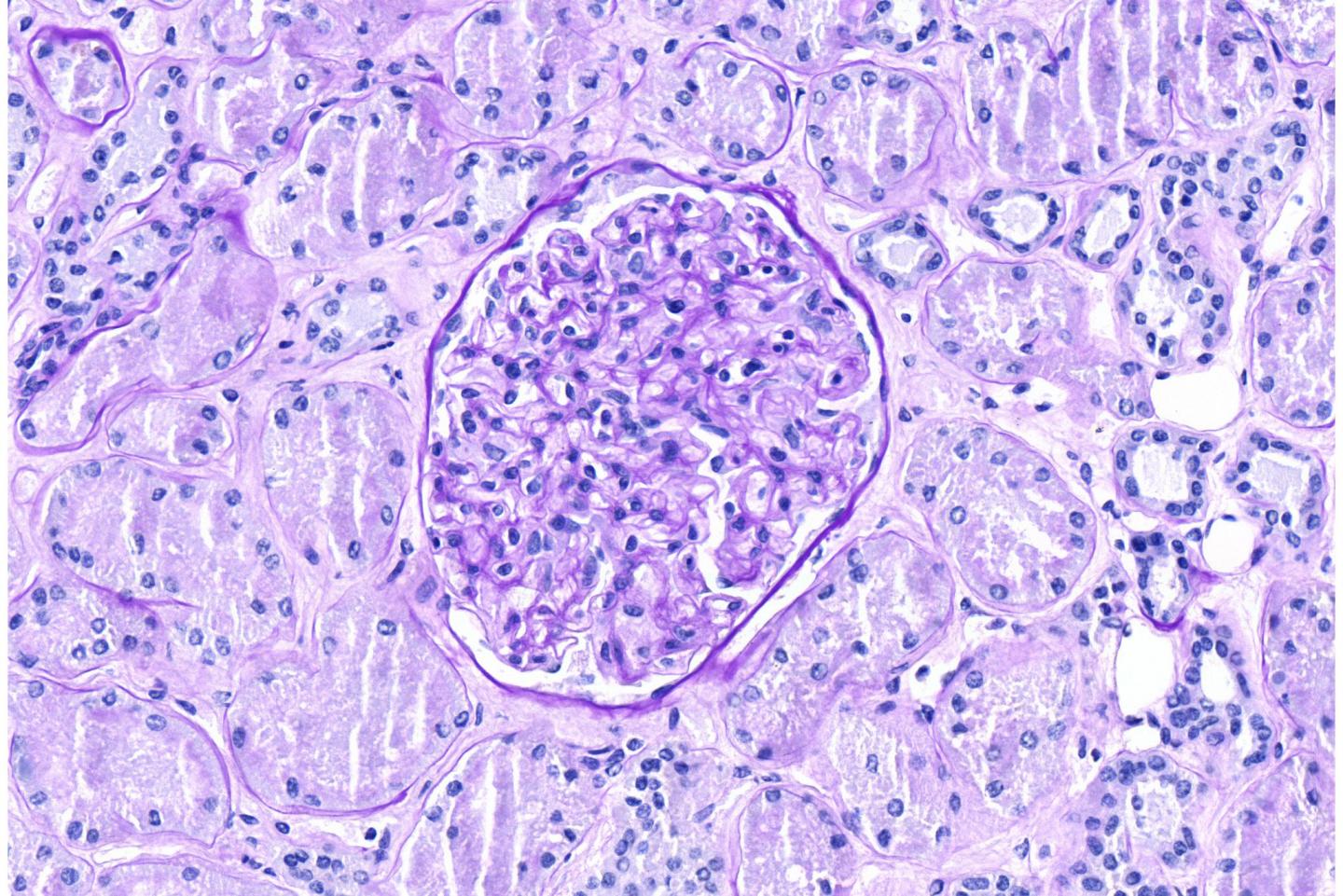 Microscopy Solutions for Histology & Slide Analysis | ZEISS Microscopy US