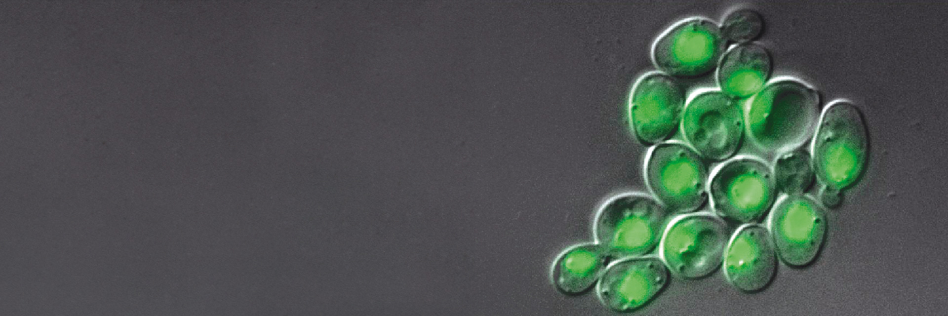 Microscopy Solutions for Microbiology Research | ZEISS Microscopy US