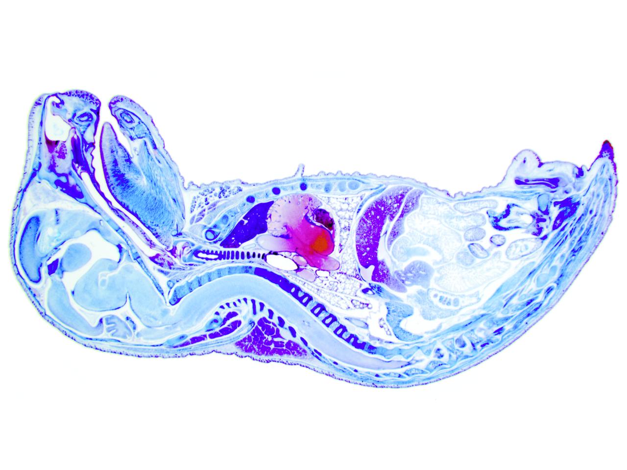 ZEISS Microscopy for Mouse Model Research