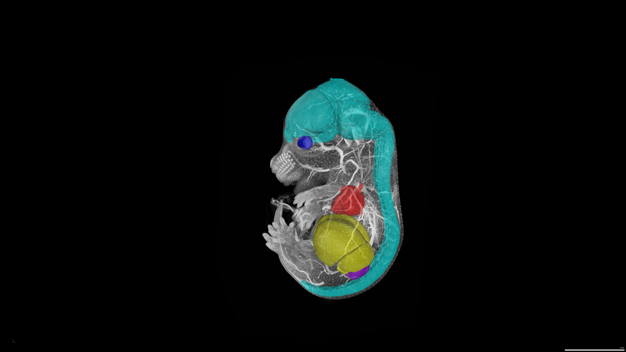 ZEISS Microscopy for Mouse Model Research