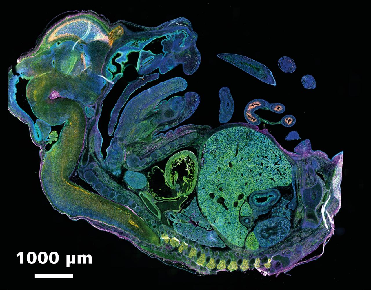 ZEISS Microscopy for Mouse Model Research