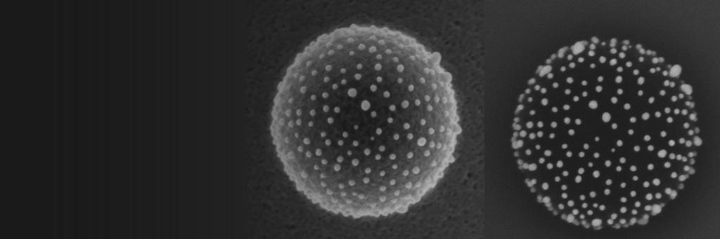 ZEISS Microscopy for Nanoscience