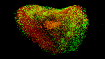 ZEISS Microscopy for Organoids