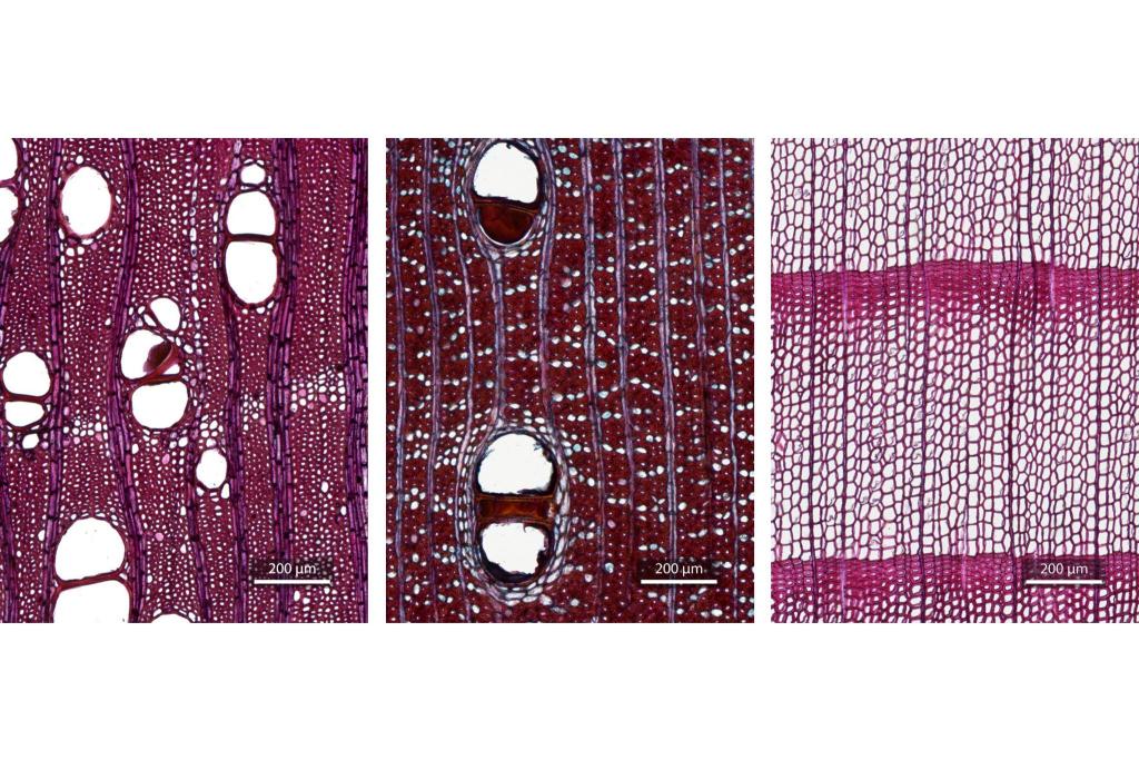 ZEISS Microscopy for Plant Science Research