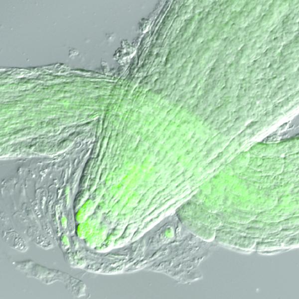 ZEISS Microscopy for Plant Science Research