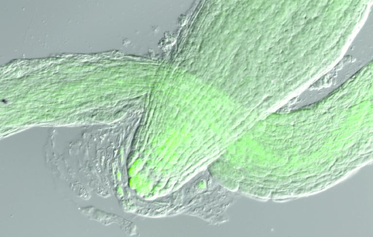 ZEISS Microscopy for Plant Science Research