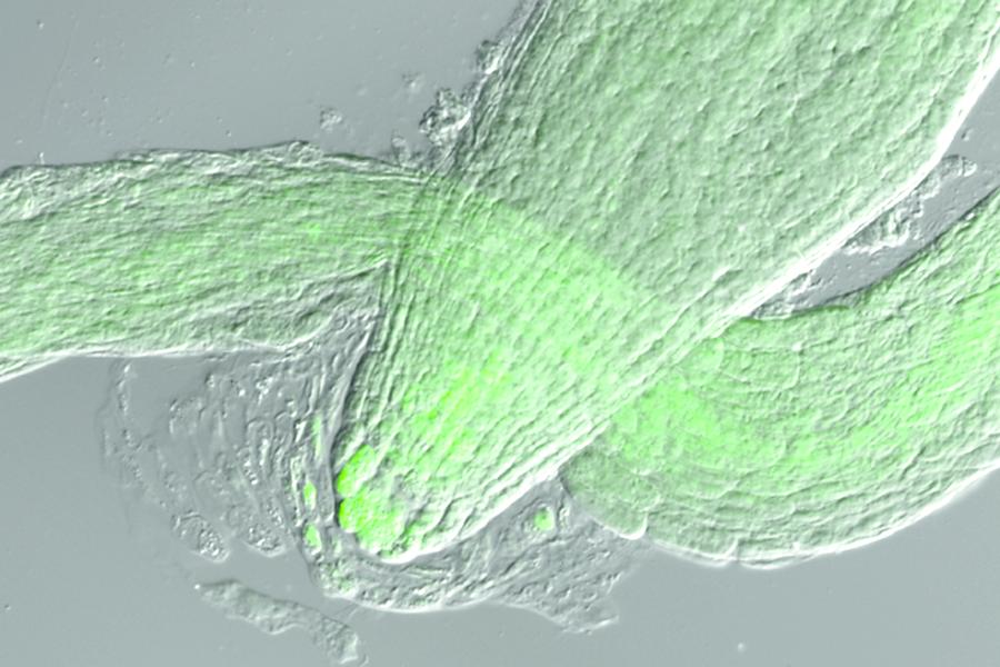 ZEISS Microscopy for Plant Science Research
