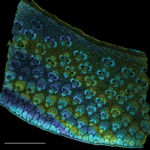 ZEISS Microscopy for Plant Science Research