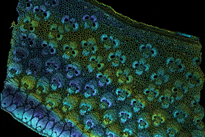 ZEISS Microscopy for Plant Science Research