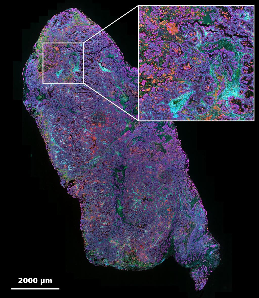 ZEISS Microscopy for Tissue Research