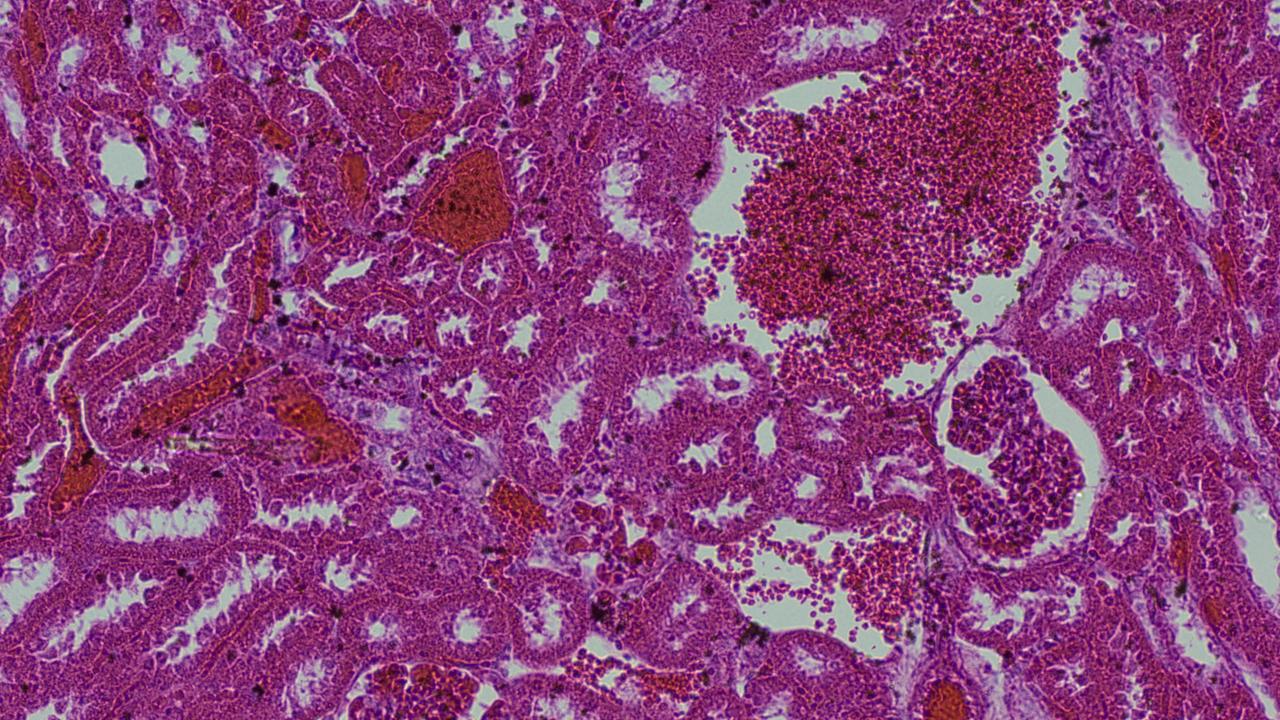 ZEISS Microscopy for Tissue Research