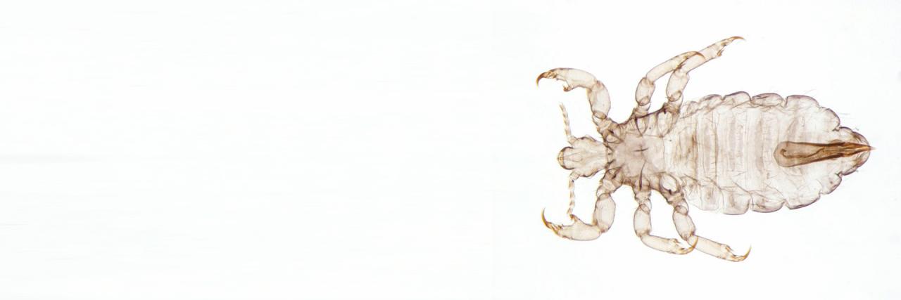 Veterinary Microscopy Solutions | ZEISS Microscopy US