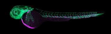 ZEISS Microscopy for Zebrafish Studies