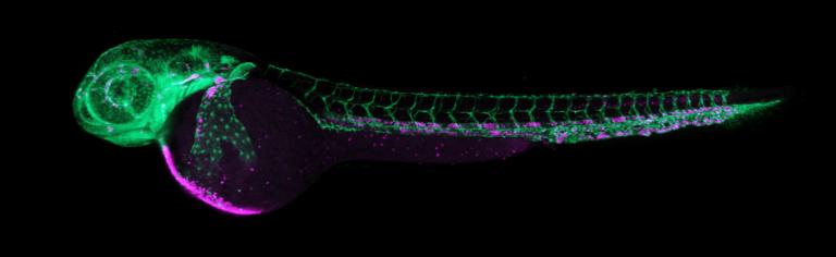 ZEISS Microscopy for Zebrafish Studies