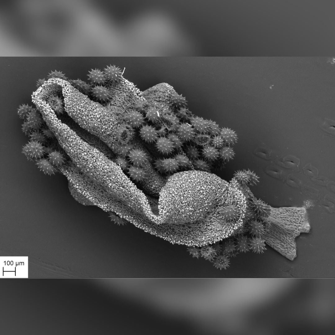 Low-kV and Variable Pressure Imaging on non-conductive sample for FE-SEM