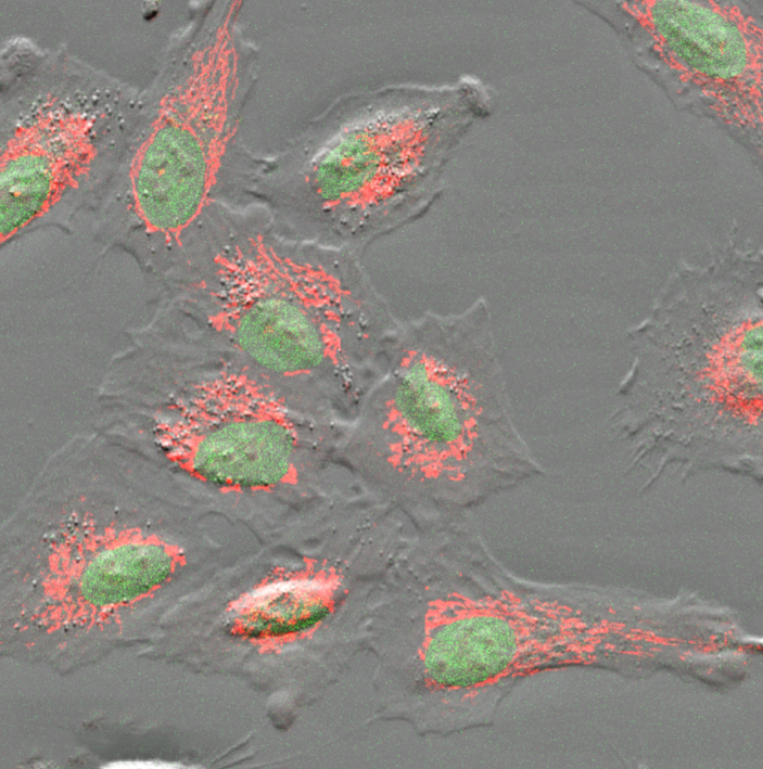 Virtual Workshop: Discover Celldiscoverer 7 for Live-Cell Imaging ...