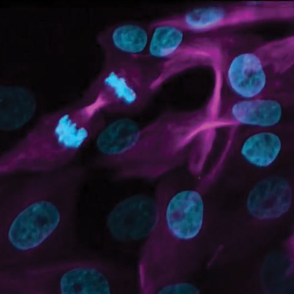 Efficiency Unlocked: Workflow Wizardry with Celldiscoverer 7: A ZMCC ...