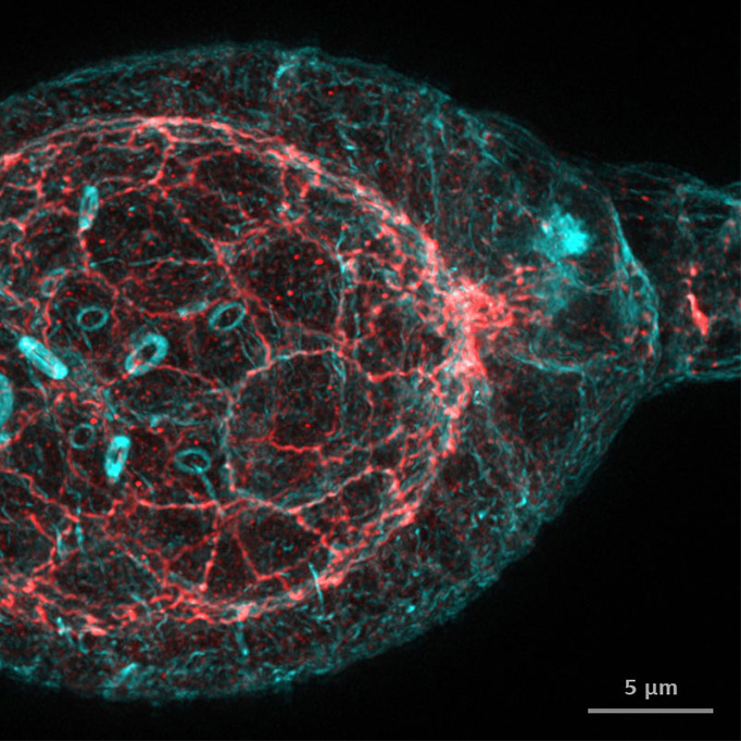 ZEISS @ Light Microscopy Core Facility (LMCF) Mainz