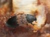Forensic Limnology and Entomology