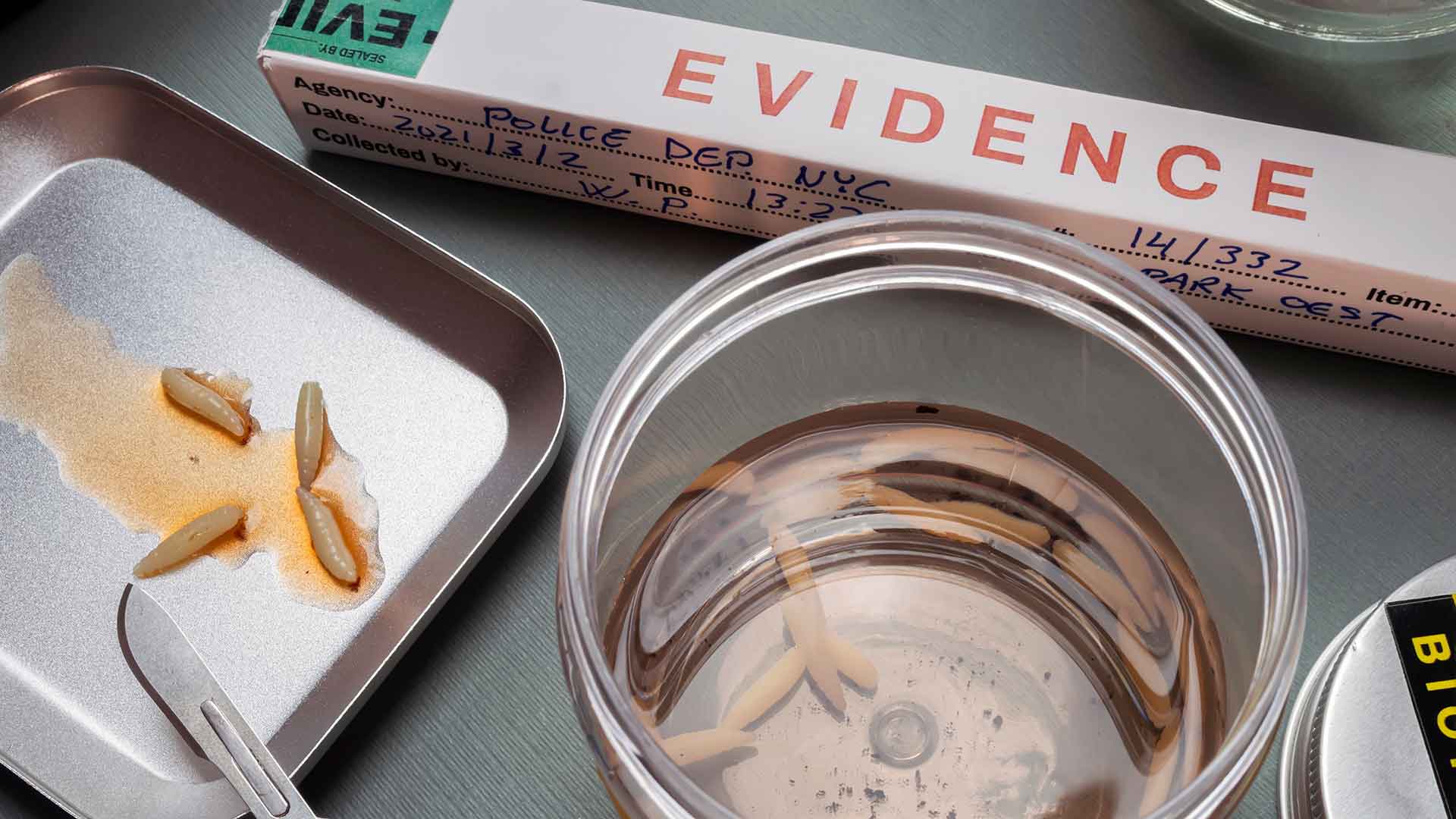 Forensic Limnology and Entomology