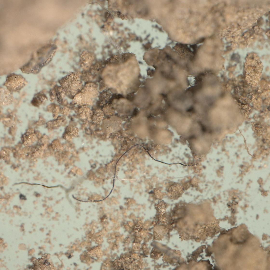 Microscopic investigation of soil in forensics | ZEISS